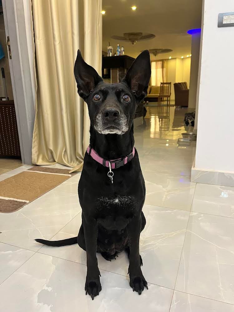 Animal Shipping Services - GLOBE LOGISTICS